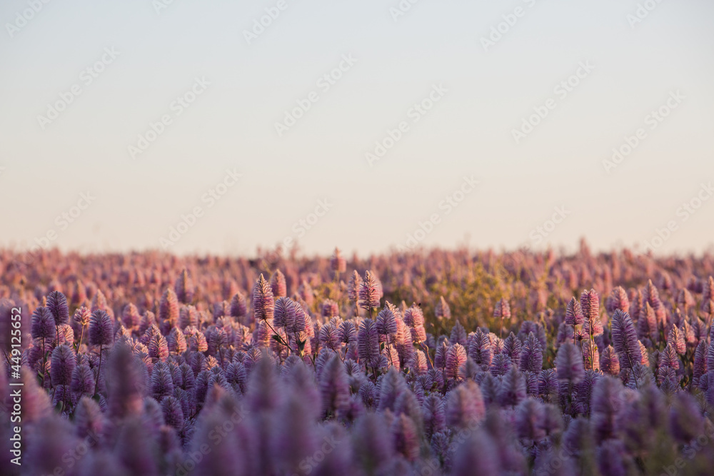 Paddock full of native flowers Stock Photo | Adobe Stock