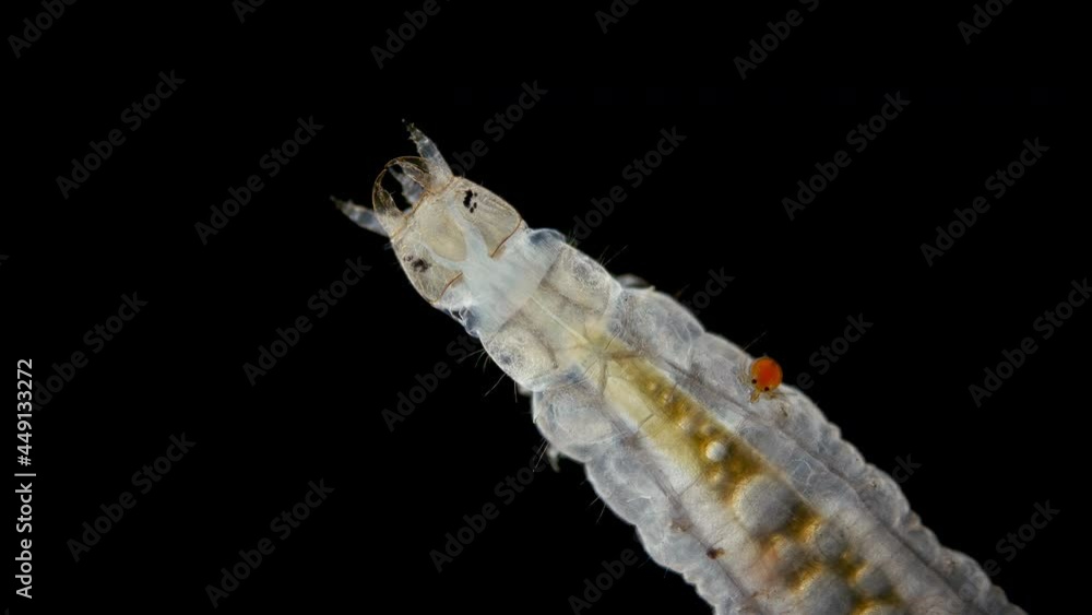 Larva mite Hydrachnidia and Hydrophilidae larva under a microscope. The ...