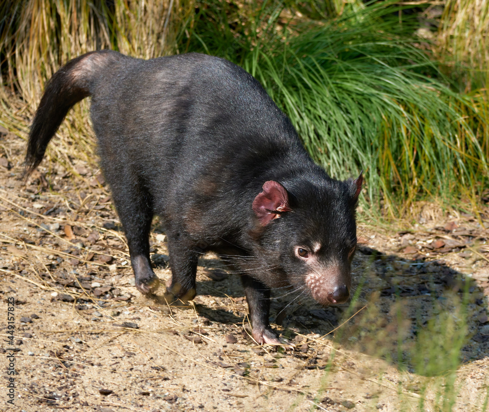 Australian Tasmanian Devil Running down the hill. This black animal ...