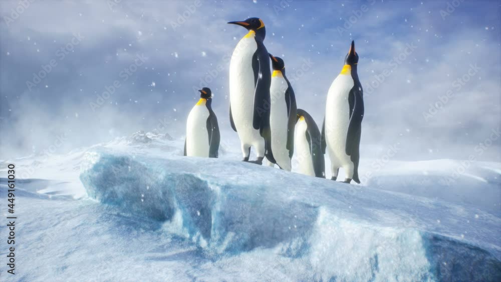 Video Stock Emperor penguins stand in the middle of a snow-covered ...