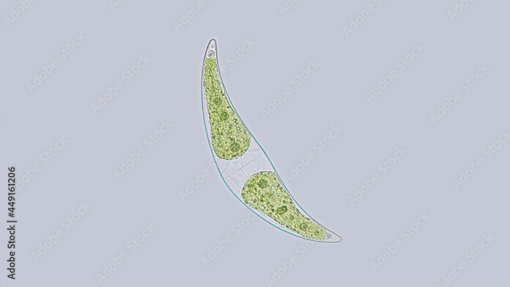 Algae Closterium sp as a crescent under a microscope, Order Desmidiales ...