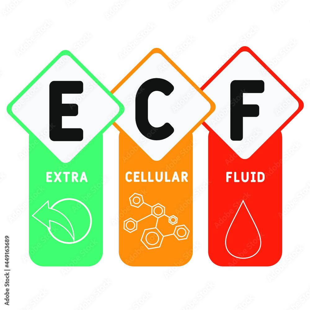 ECF - Extracellular fluid acronym. medical concept background. vector ...