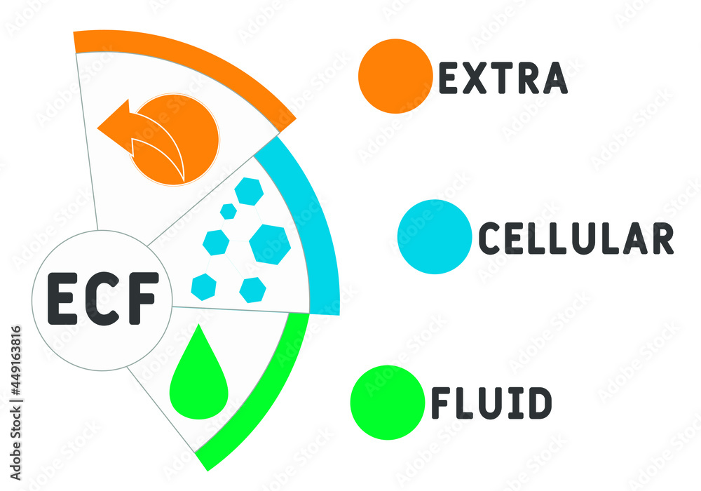 ECF - Extracellular fluid acronym. medical concept background. vector ...