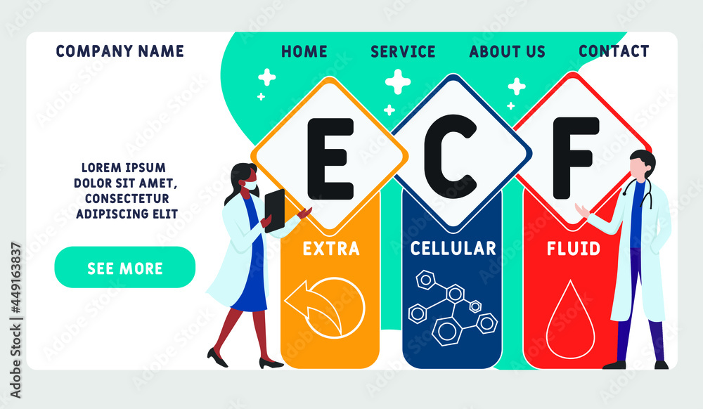 Vector website design template . ECF - Extracellular fluid acronym ...