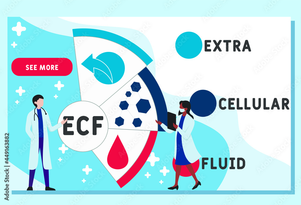 Vector website design template . ECF - Extracellular fluid acronym ...