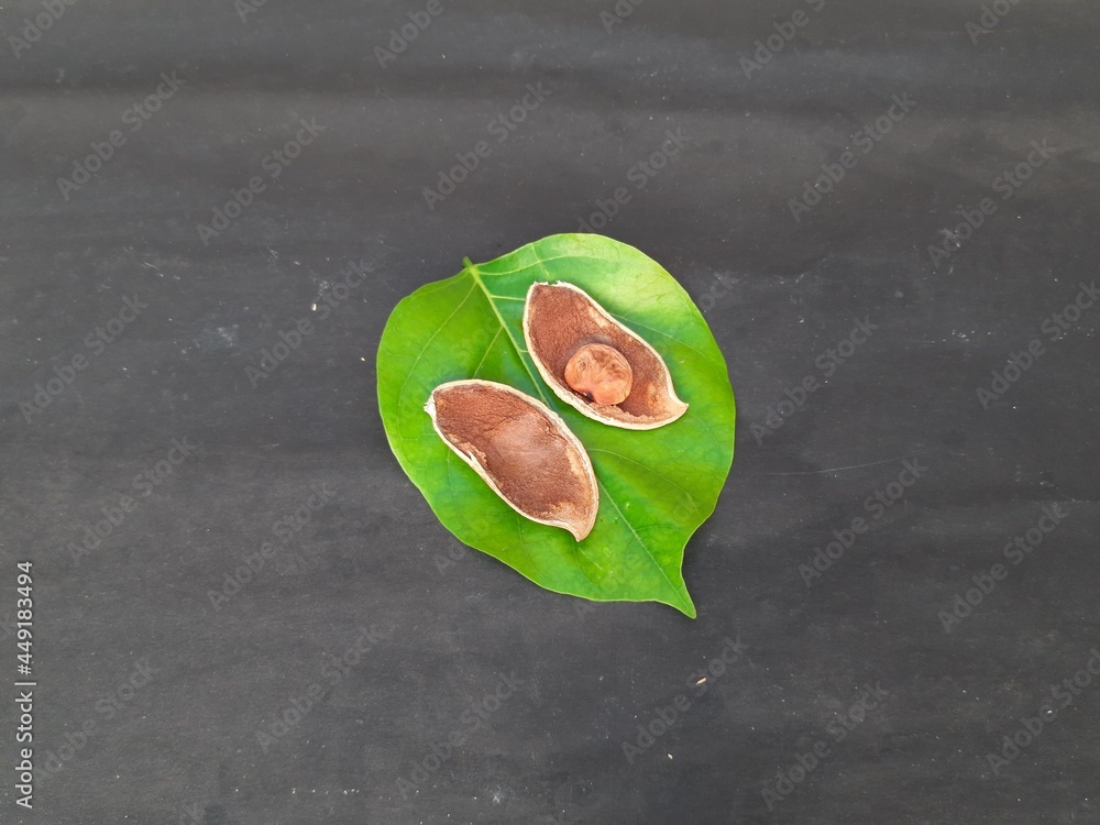 Millettia pinnata is a species of tree in the pea family, Fabaceae ...