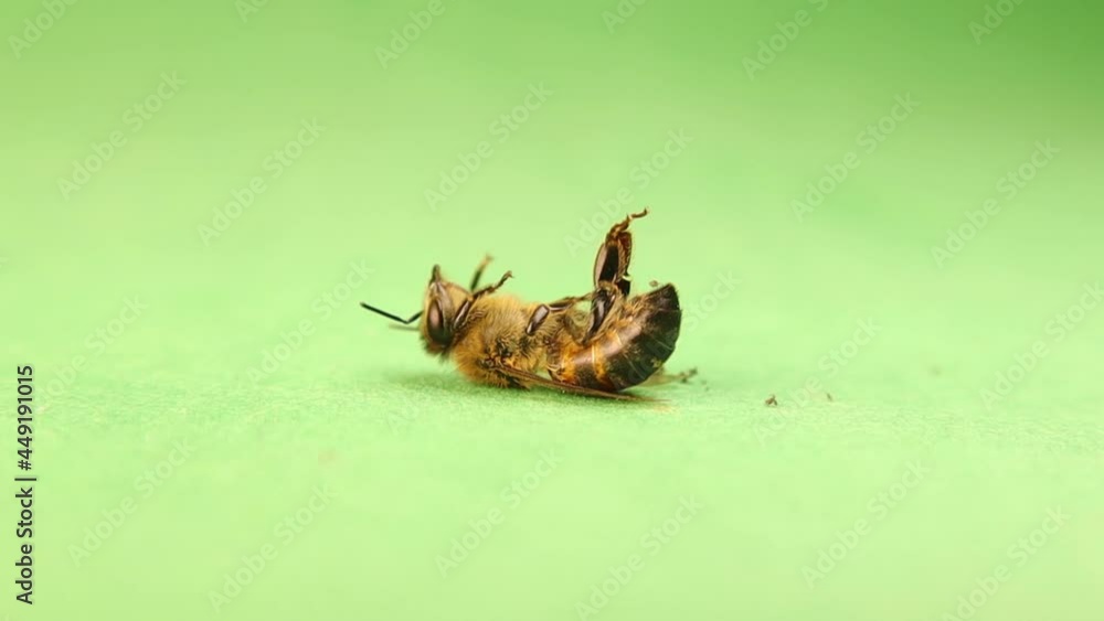 Honey bee is dying due to being poisoned by pesticides sprayed on crops ...