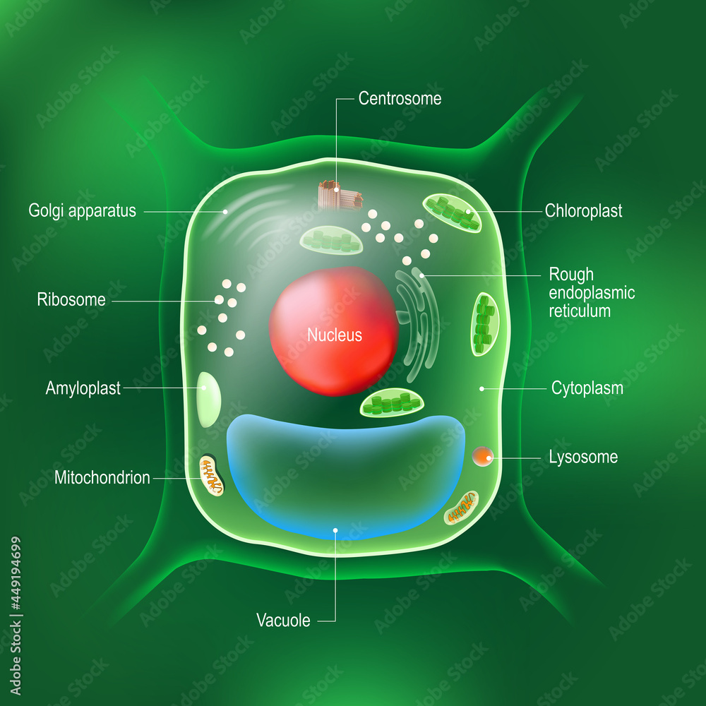 Anatomy of plant cell. All organelles Stock Vector | Adobe Stock