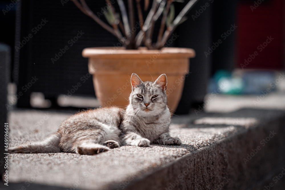 cat on the sill Stock Photo | Adobe Stock