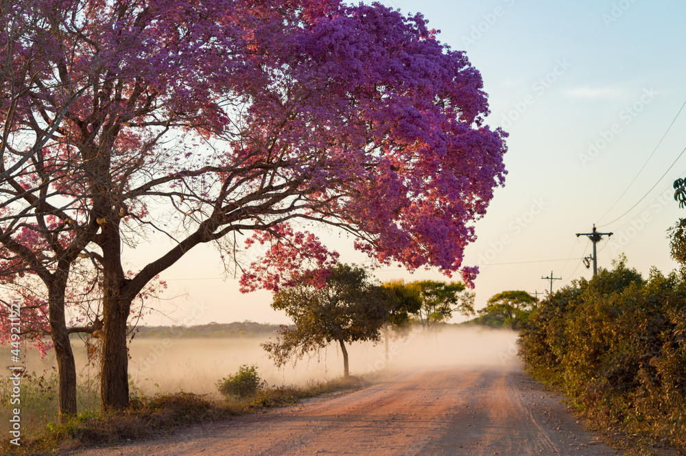 Pink tree at sunset in the famous dirt road named "Transpantaneira ...