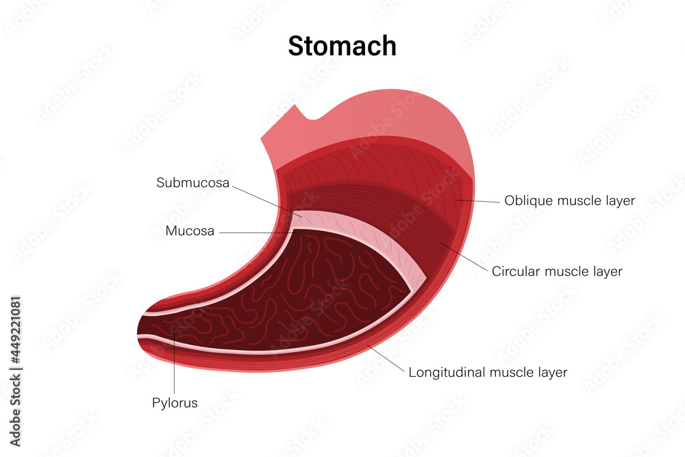 Diagram of human stomach vector. Digestive Organ. Internal organ ...