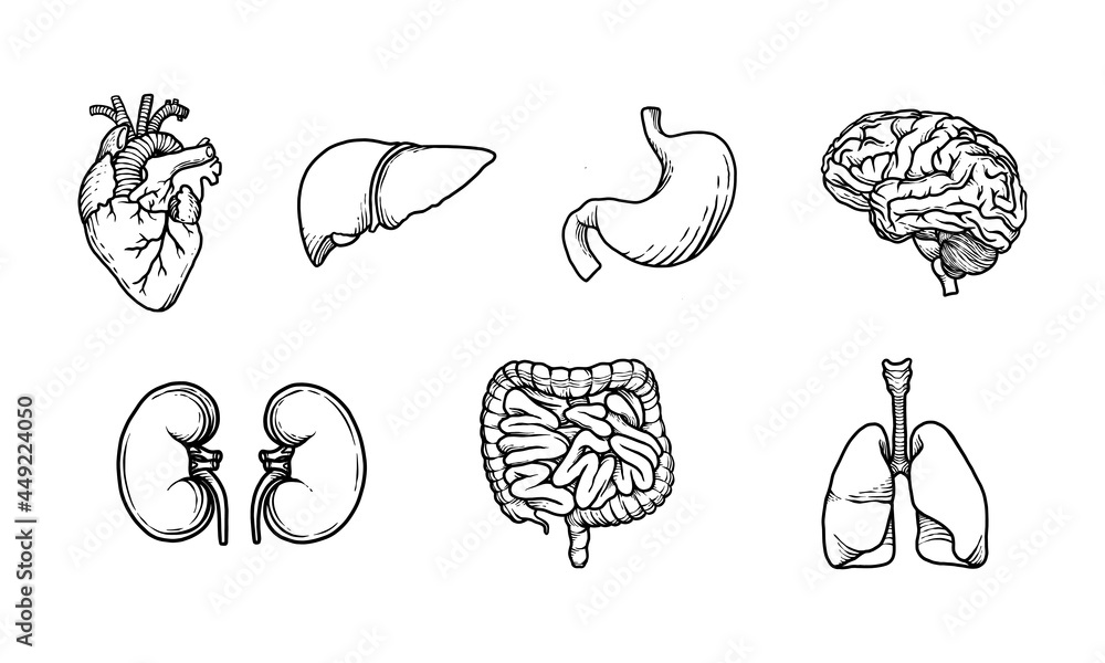 set of uncolored human organs illustration. simple yet educational ...