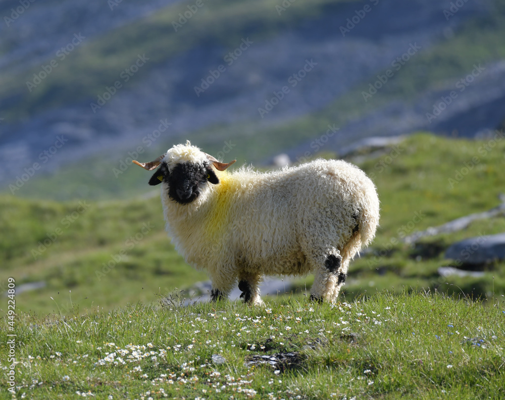 Walliser Schwarznasenschaf