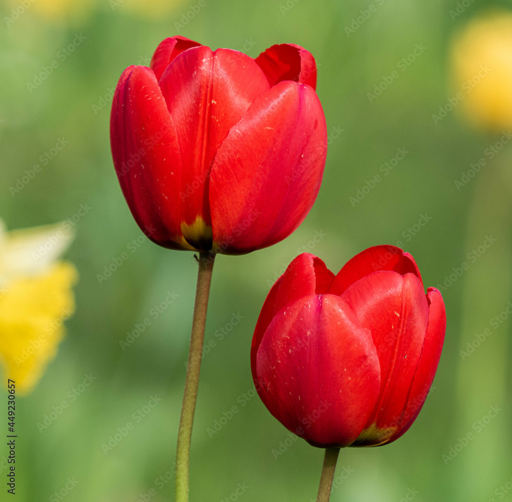 Two Red Tulips