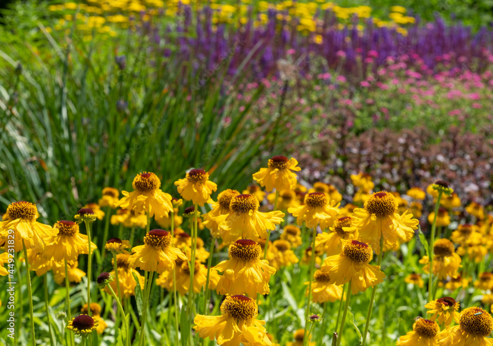 Mature garden influenced by the philosophy of naturalistic planting ...