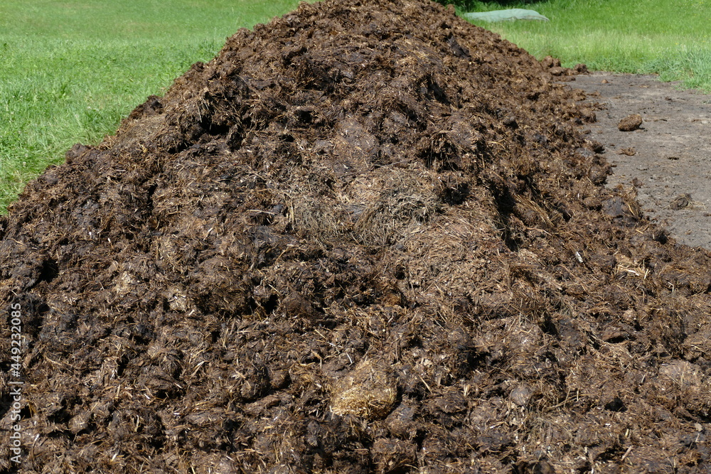 Dried cow dung on the green grass, Compost fertilizer shit for the ...