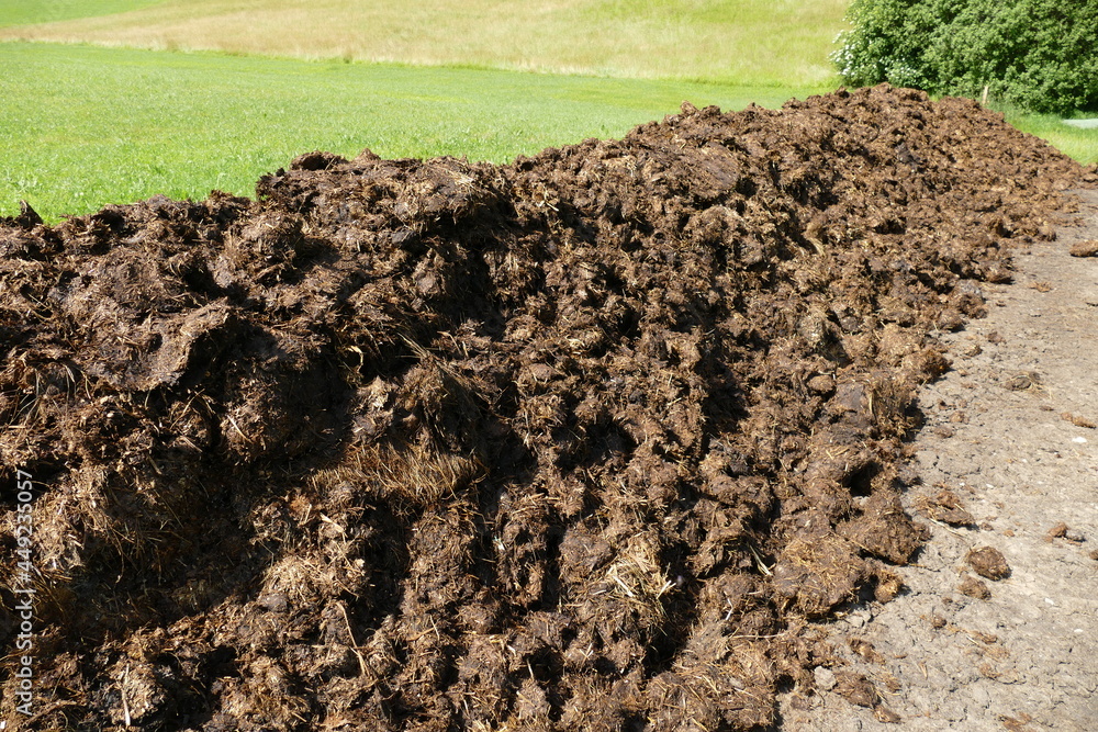 Dried cow dung on the green grass, Compost fertilizer shit for the ...