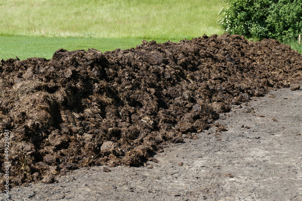 Dried cow dung on the green grass, Compost fertilizer shit for the ...
