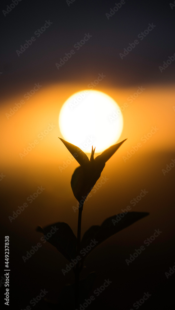 Sol Stock Photo | Adobe Stock