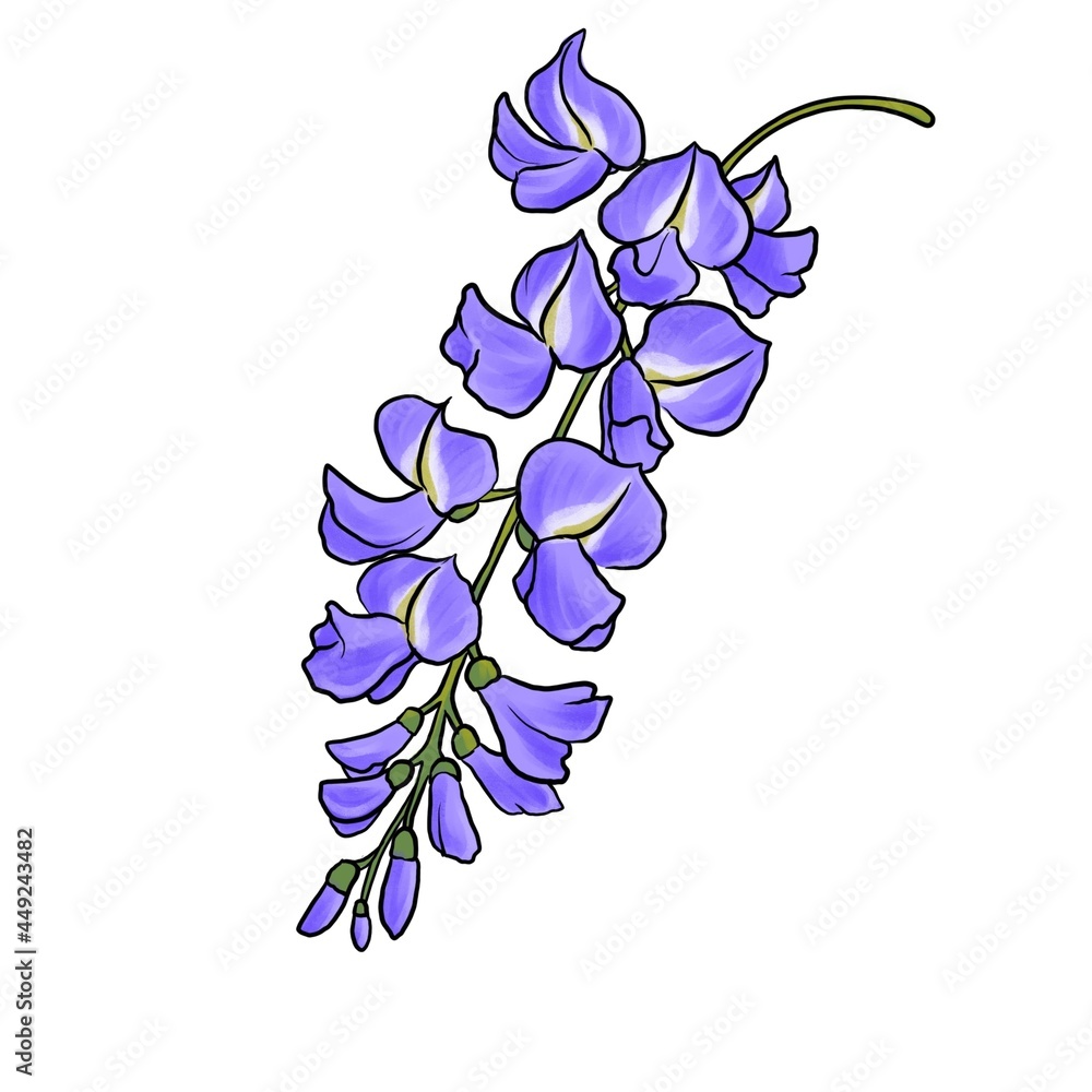 drawing flowers of wisteria isolated at white background, hand drawn ...