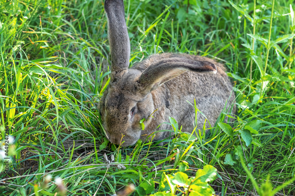Big gray rabbit breed Vander on the green grass. Rabbit eats grass ...