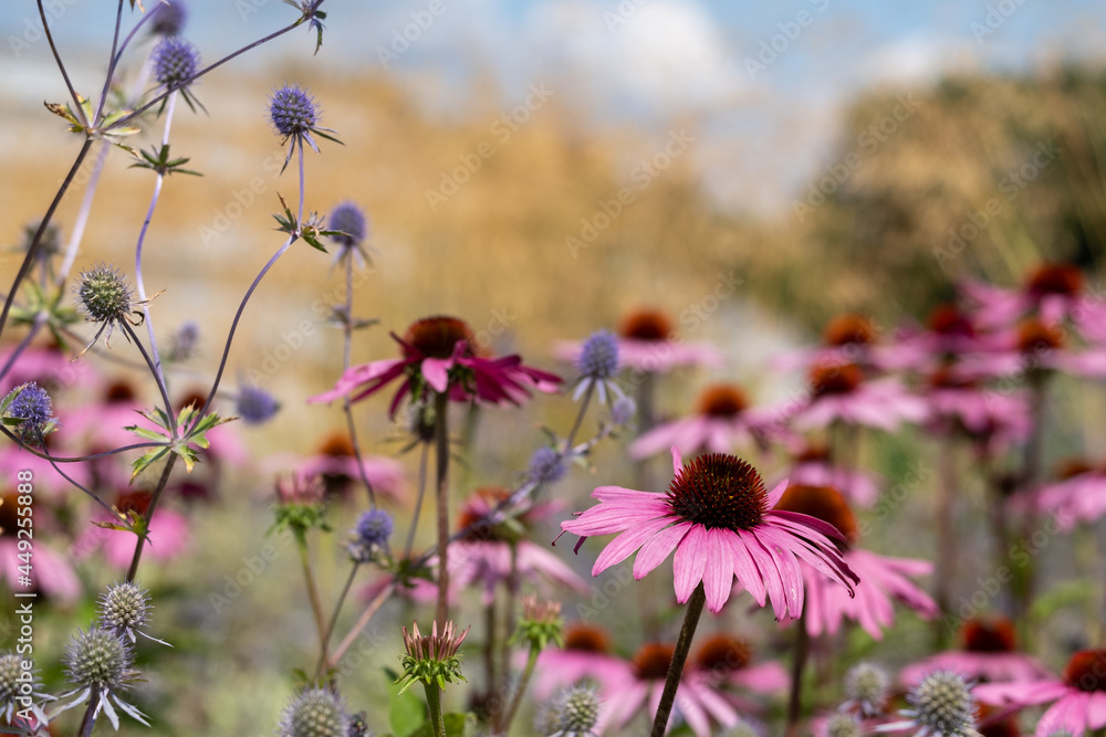 Stunning pink echinacea flowers, also known as cone flowers or ...