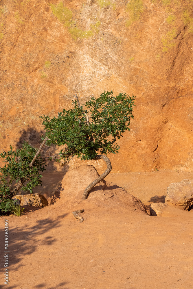 Small White Oak tree in front of Sandstone at Garden of the Gods park ...