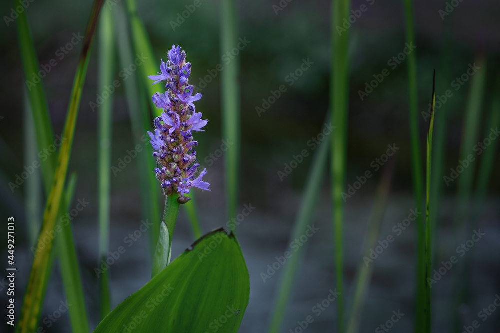 Blue flower of pickerelweed (Pontederia cordata), an ornamental garden ...