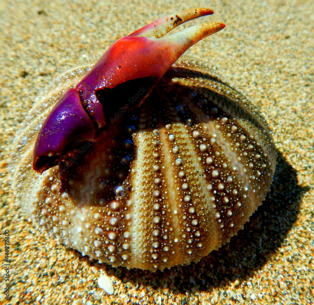 Costa Rica Pacific sea life Stock Photo | Adobe Stock