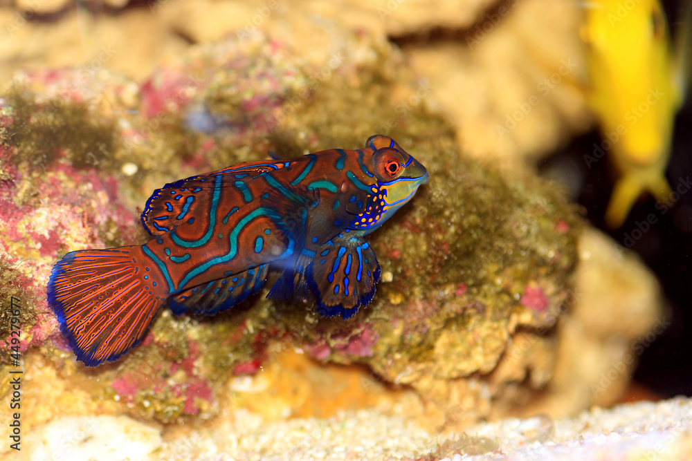 Foto de Synchiropus splendidus - The Mandarin fish, one of the most ...