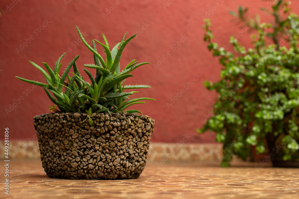 Maceta de jardín tradicional mexicana de piedra con planta de sábila ...