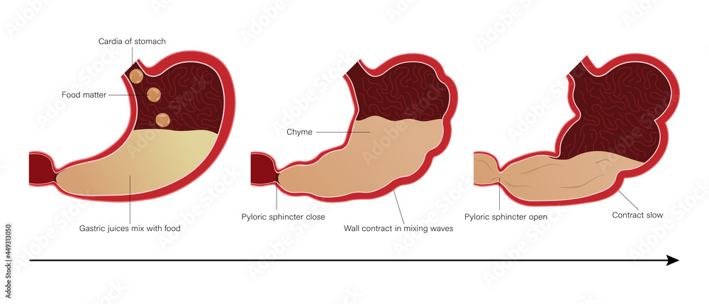 Function of the stomach. Human stomach digestion. Internal organ ...