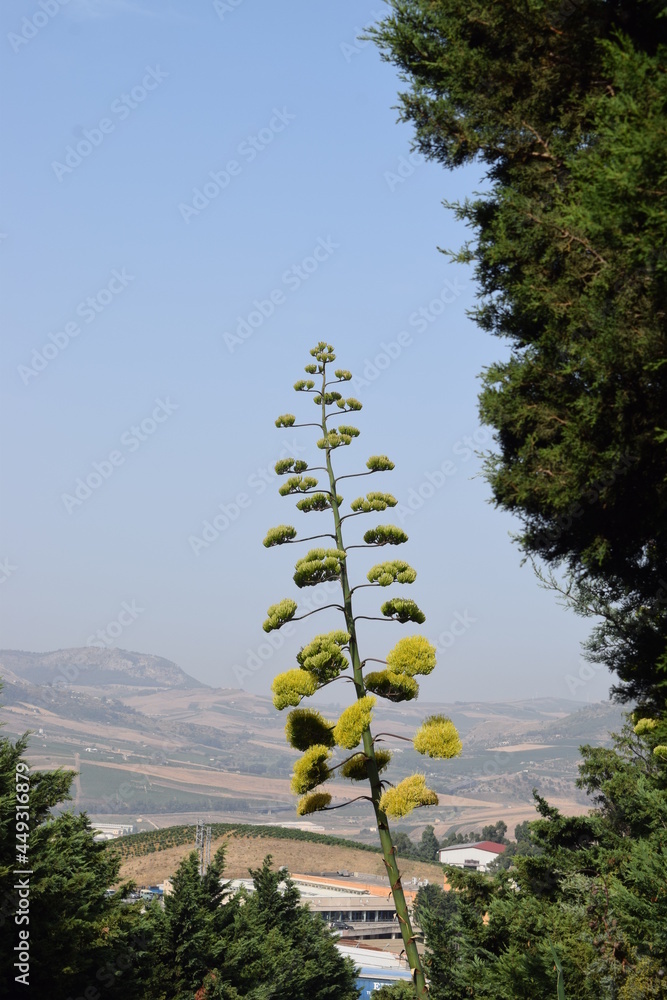 Tall inflorescences of Agave americana Stock Photo | Adobe Stock