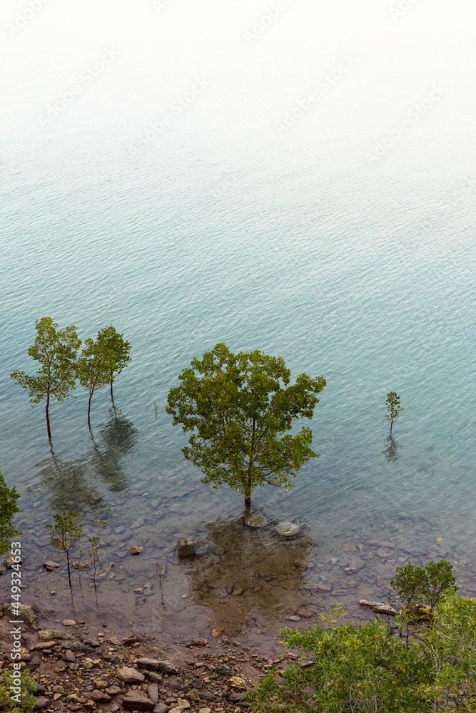 Mangrove trees and their reflections in the ocean off Darwin Stock ...