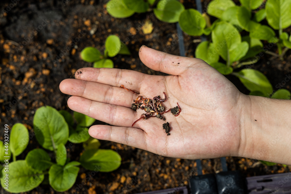 Overhead view of hand holding clumps of red wrigglers earthworms ...