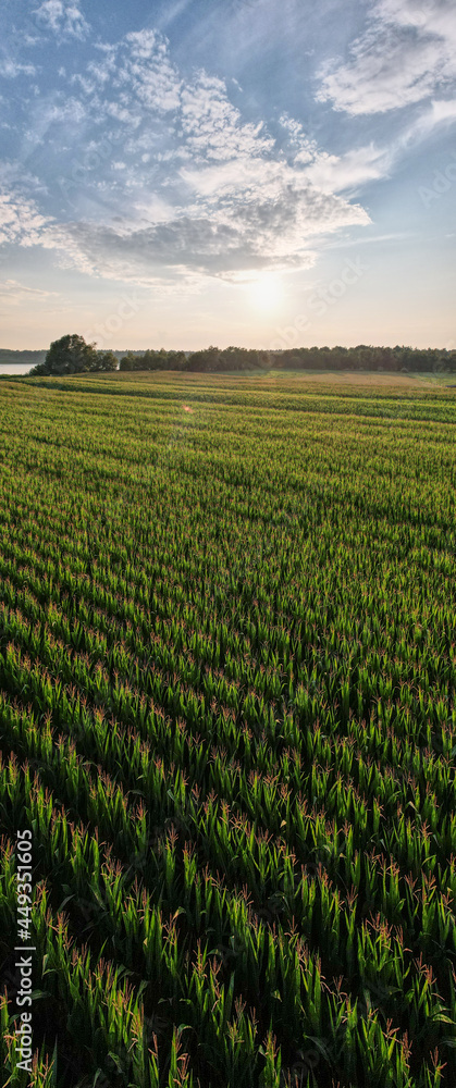Aerial panoramic view taken by a drone of a Corn field agriculture ...