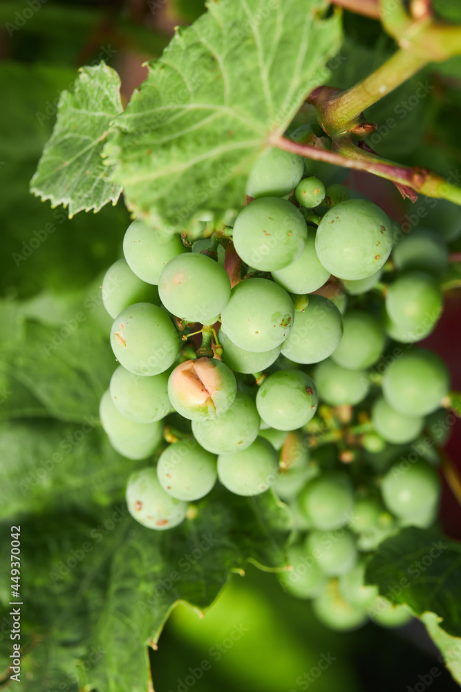 Bunch of grapes affected by powdery mildew or oidium with cracked and rotten berry. Fungal ...