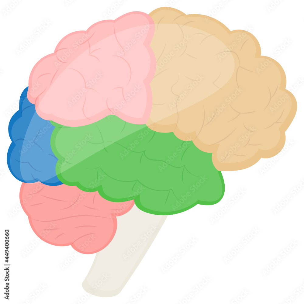 Brain and Nervous System Concept Vector color Icon Design, Organ System ...