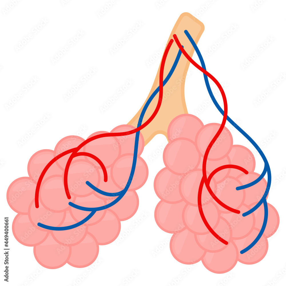 Alveoli Concept, Pulmonary Veins Vector color Icon Design, Organ System ...