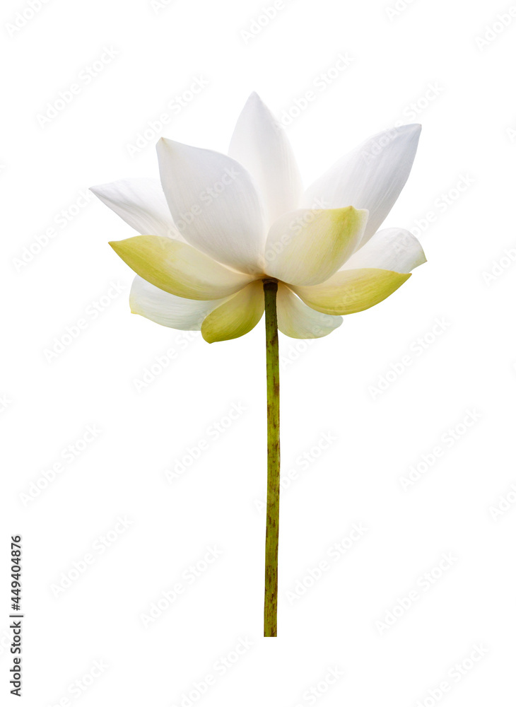 White Lotus, Lotus flower isolated on white background. File contains ...