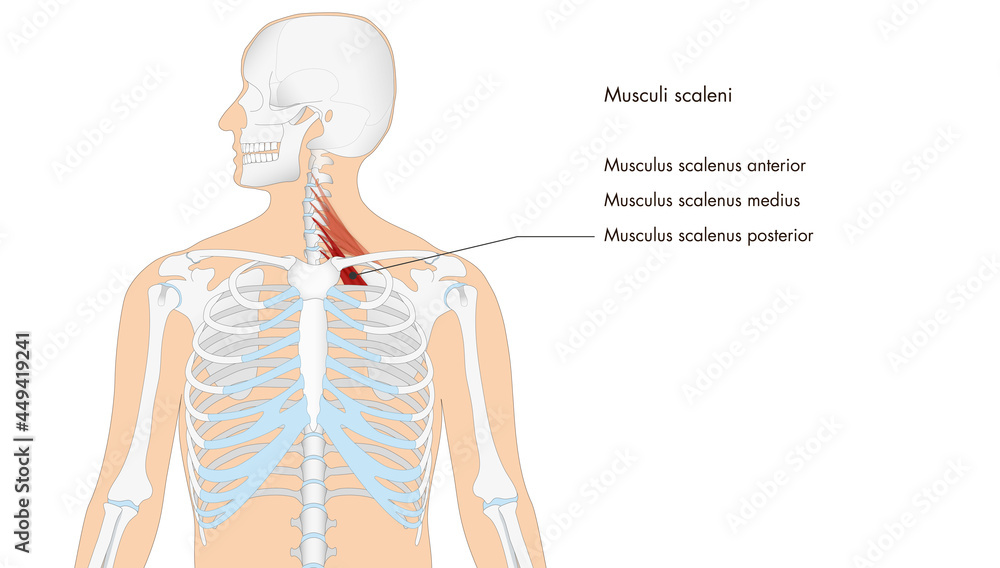 Anatomie - Muskulatur - Musculi scaleni - lateinische Beschriftung ...