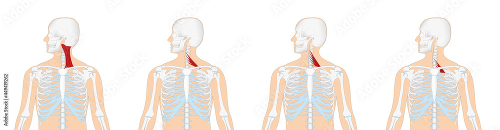 Anatomie - Muskulatur des Menschen - Halsmuskulatur Stock Illustration ...