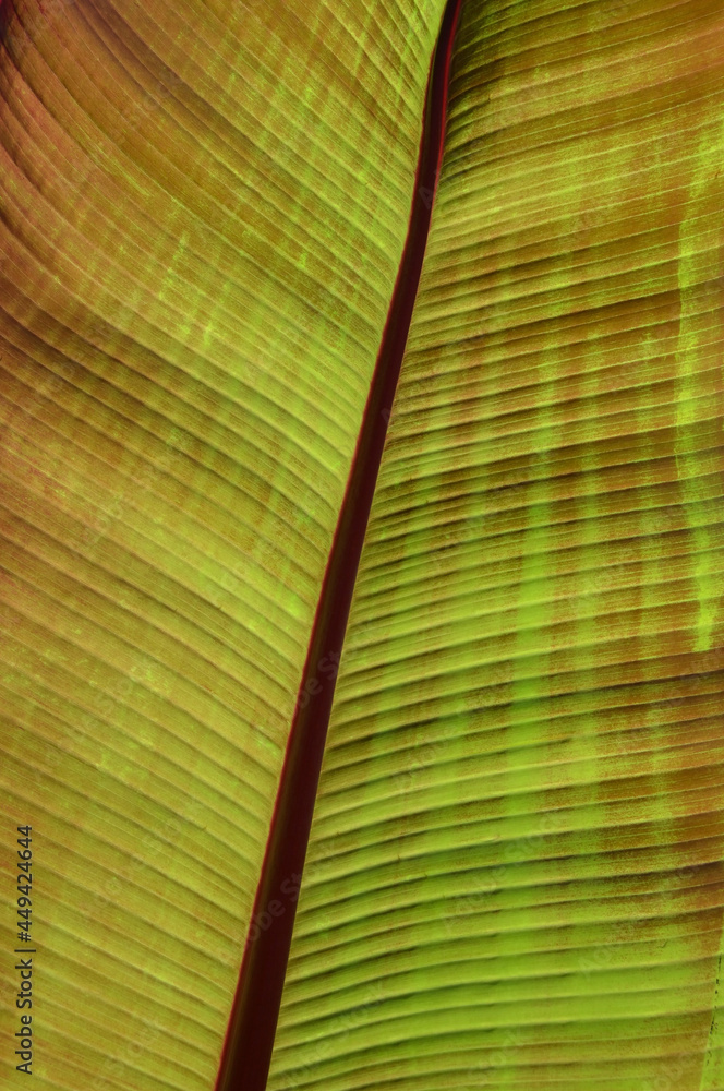 Feuille de bananier Stock Photo | Adobe Stock