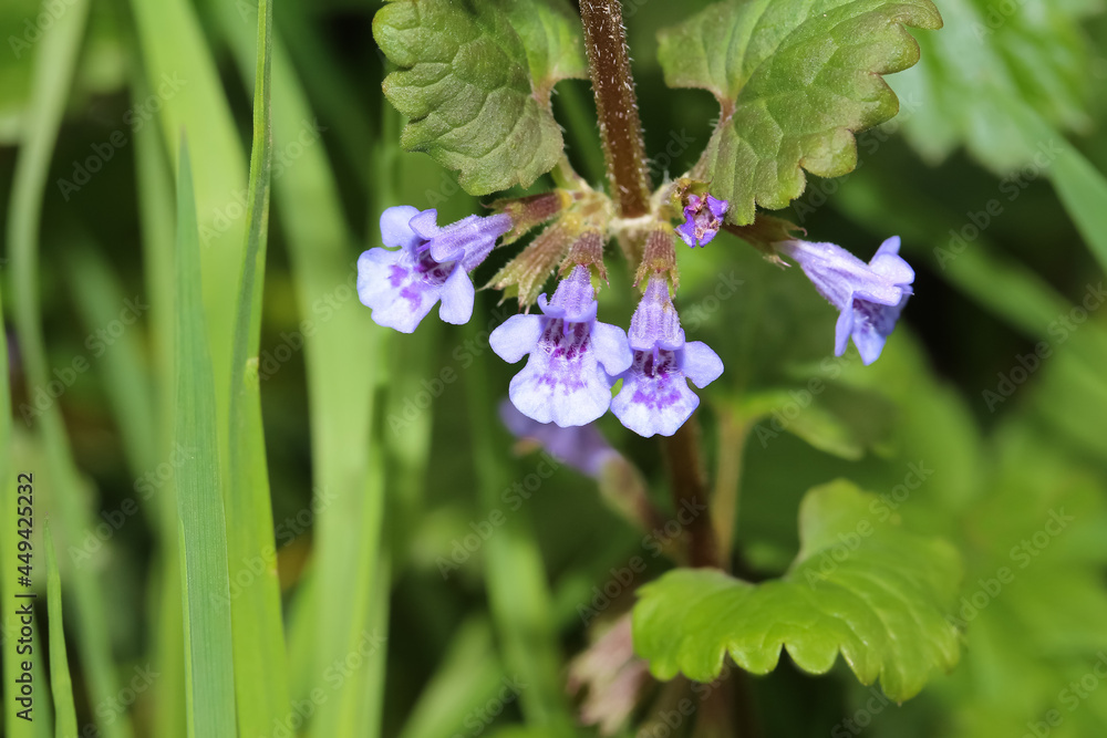 Blaue Blüten der Heilpflanze Gundermann Stock Photo | Adobe Stock