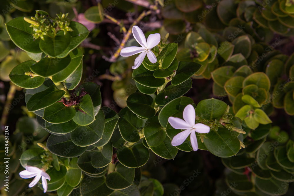 Carissa macrocarpa. white flowers and Green leaves background, Natal ...