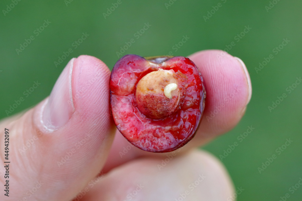 Rhagoletis cerasi is a species of tephritid fruit fly known by the ...