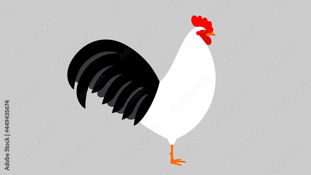 Rooster. White rooster, close-up, side view. Alive domestic bird ...