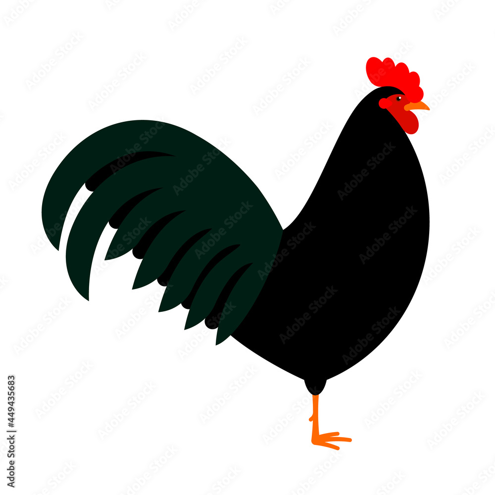 Rooster. Black rooster, close-up, side view. Alive domestic bird ...