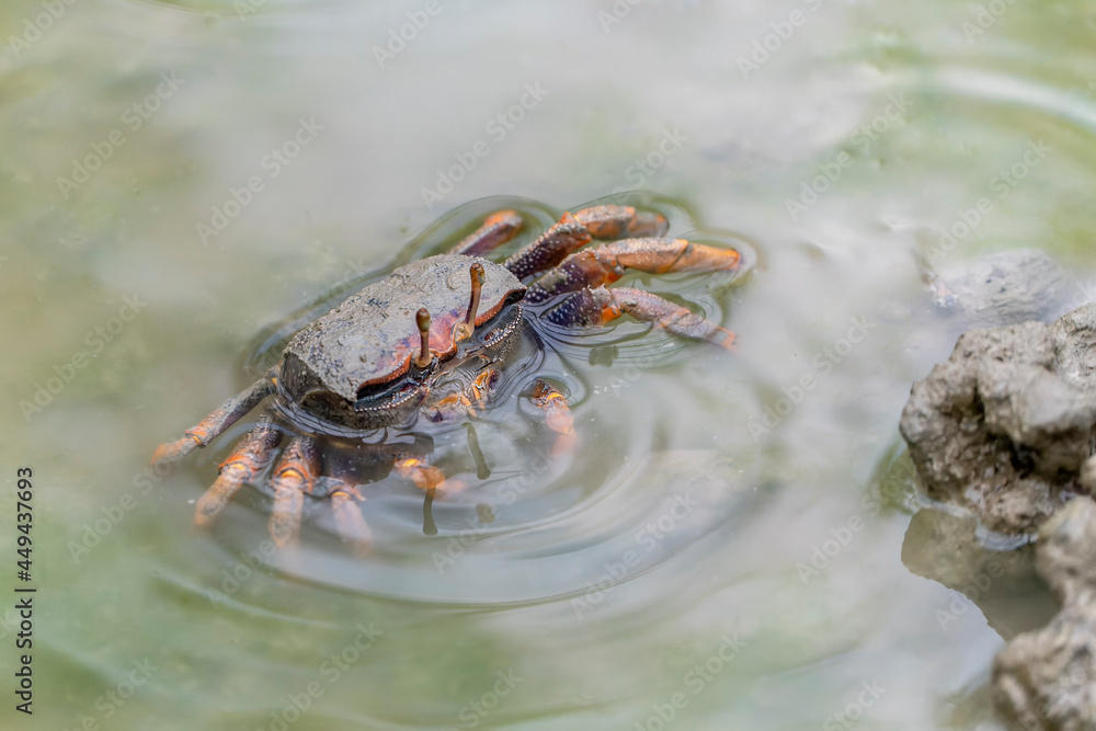 Female Fiddler crab (Uca sp.)eating in the mud in mangrove forest ...