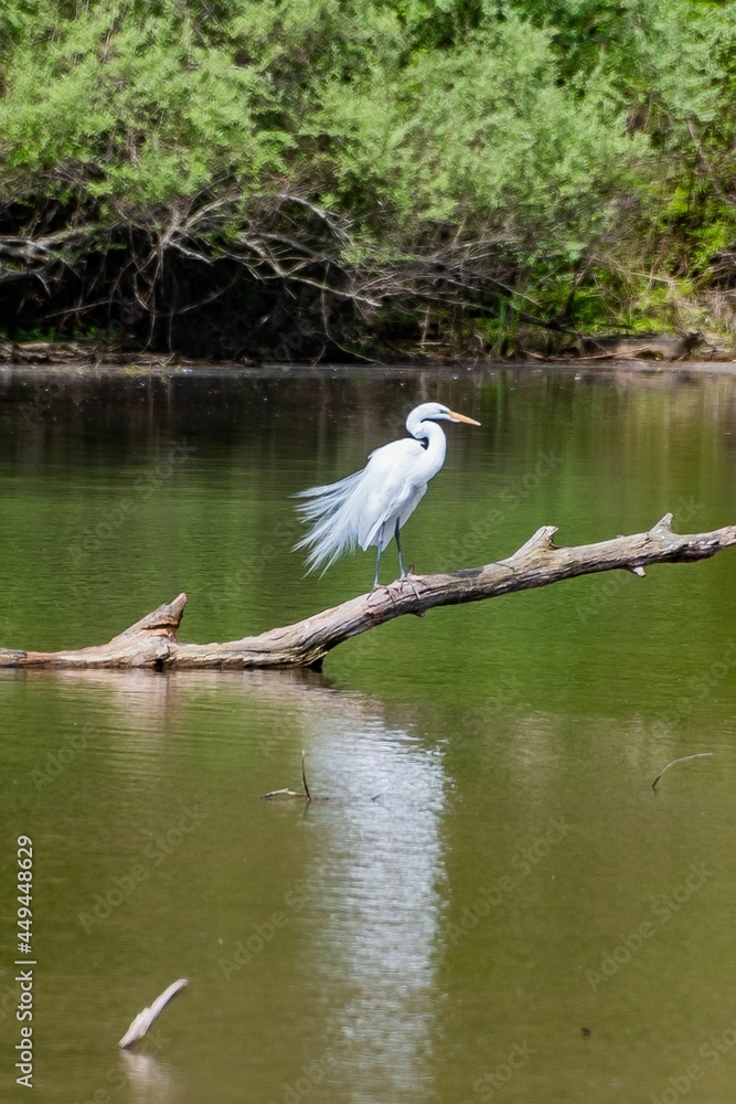 Heron Fishing In Lake Redman, William Kain County Park, York County ...